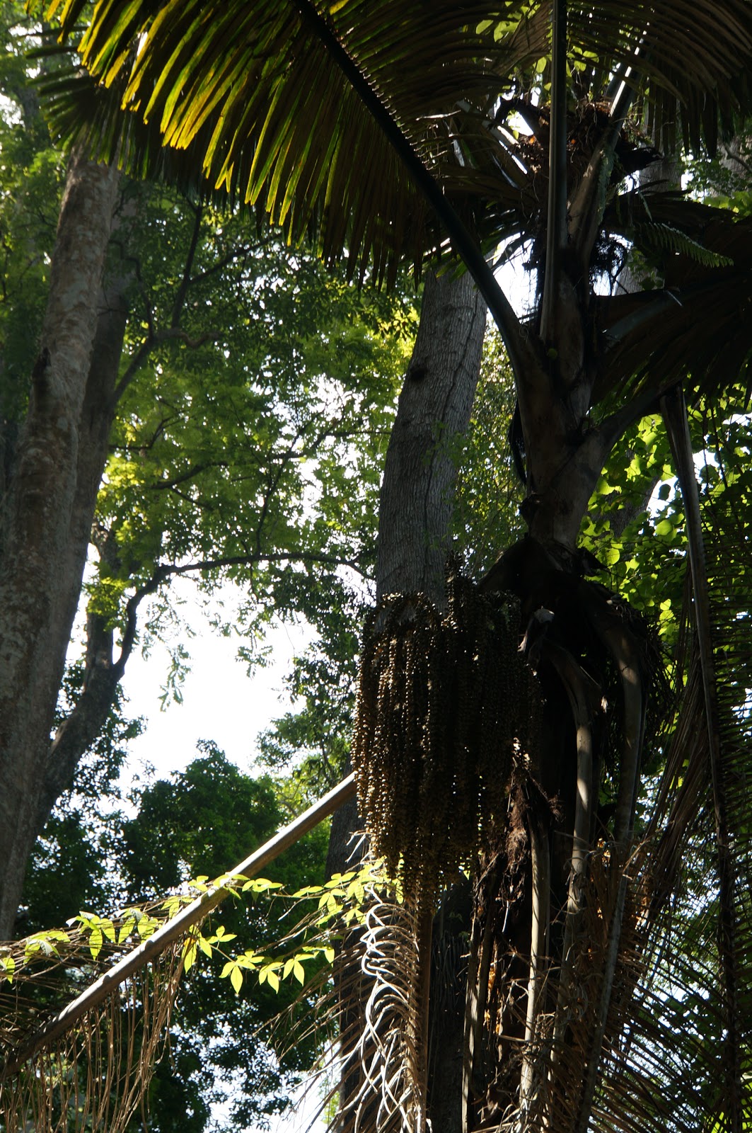 Malaisie - jour 12 : Tioman - Jungle trek vers Juara