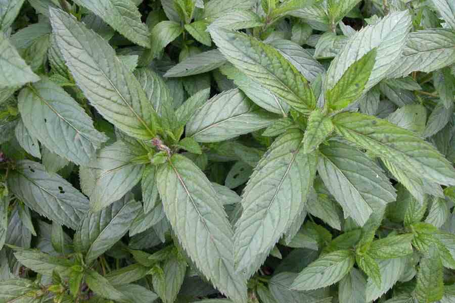 Animales y Plantas de Perú: Hierba Buena - Mentha Spicata