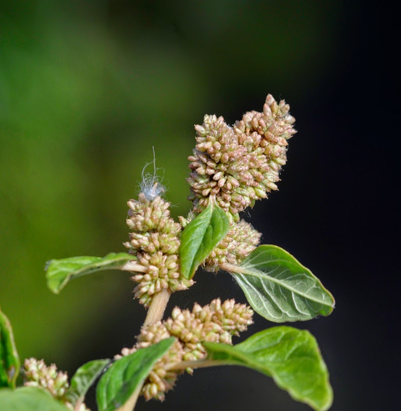 Paseos por la naturaleza: Amaranthus deflexus Bledo rastrero