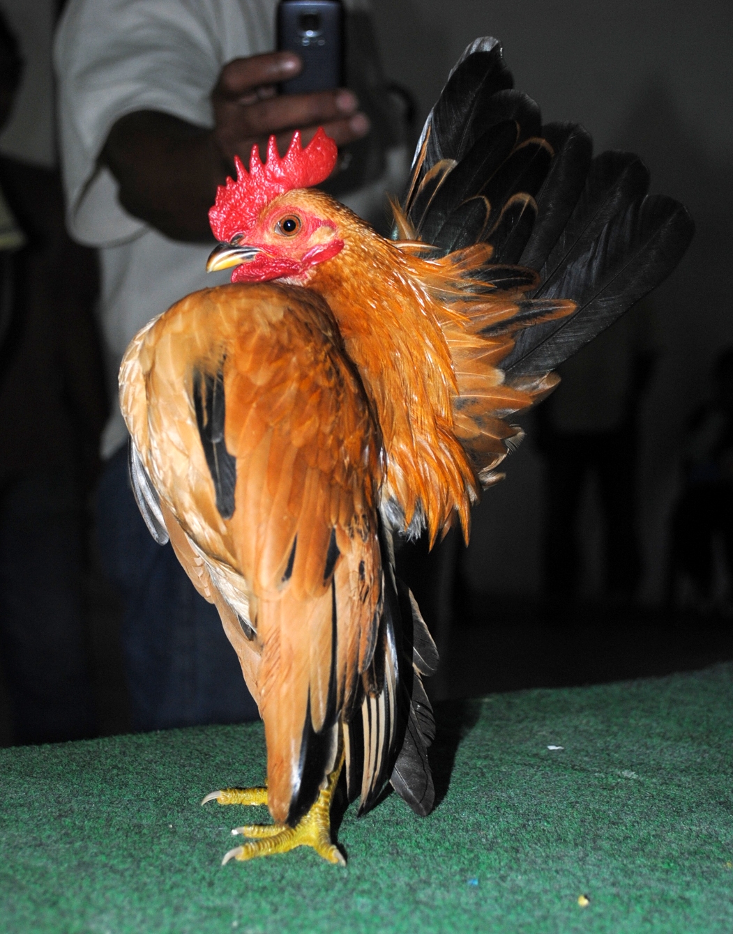 Laman Serama Parit Buntar ( Ayam Serama ): Pertandingan Ayam Serama 2011!