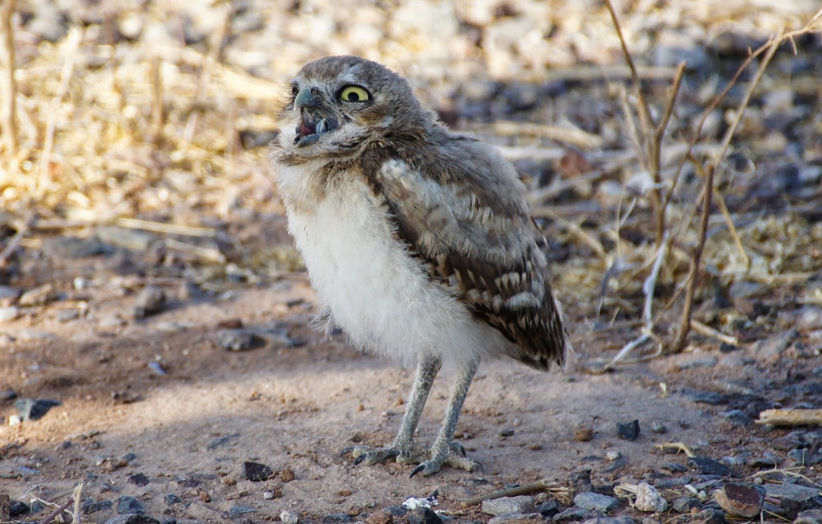 Tommy D's Birding Expeditions: Land of the Burrowers
