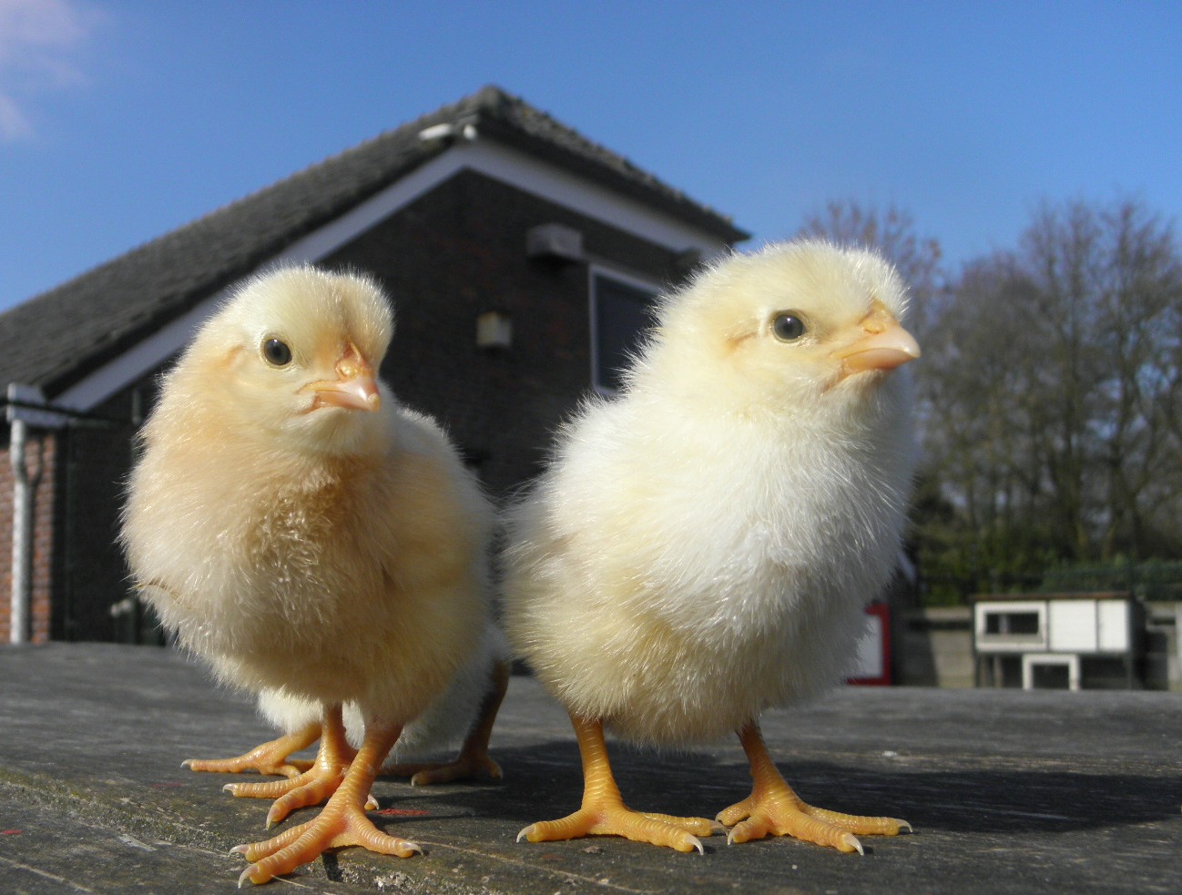 kinderboerderij winschoten: kuikens