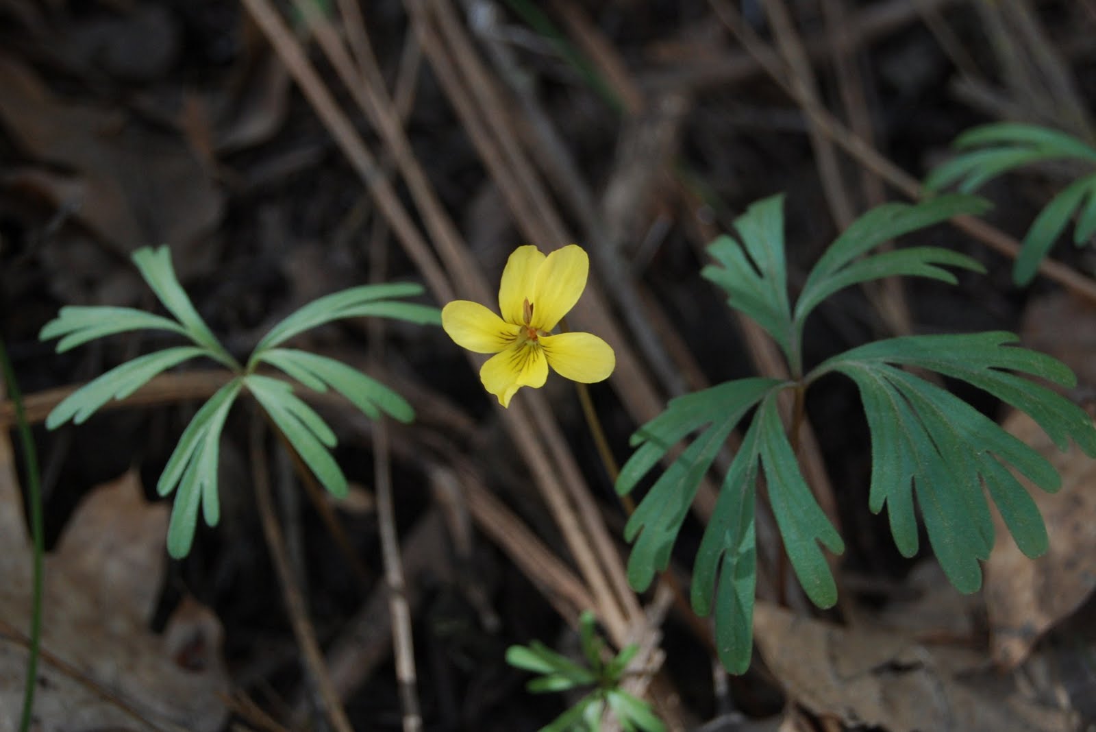 blackoaknaturalist: Roses Are Red; Violets Are Yellow, Heh, Heh...
