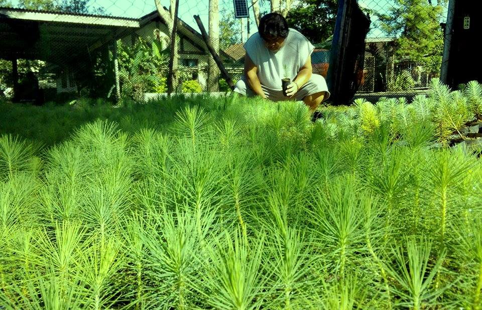 Earth-Caring: Okay, so let’s plant pine trees. ..michael a. bengwayan ...