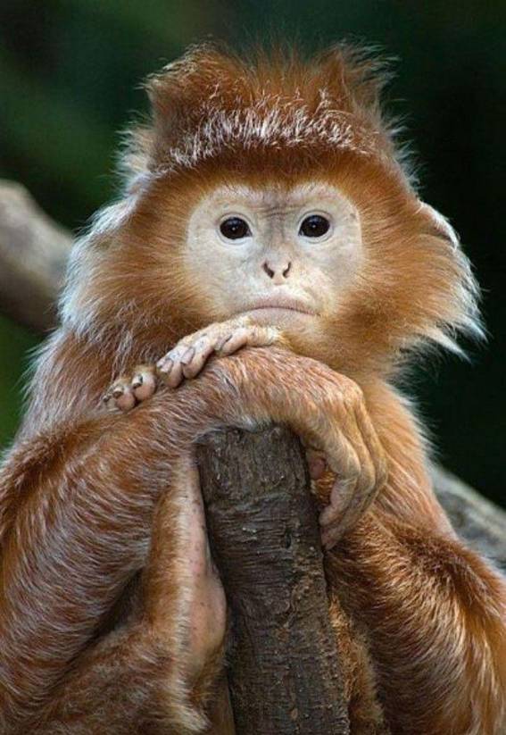 99 WOW: Men Mimic Monkeys Hairstyleالرجال يقلدون تسريحات شعر القرود