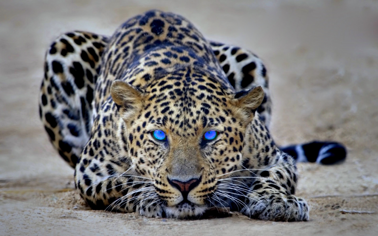 Eye of the Leopard - Free Desktop Wallpaper