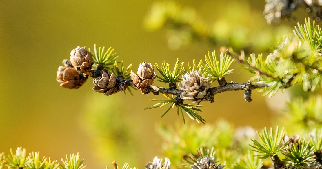 Bitstop: Forest Macros