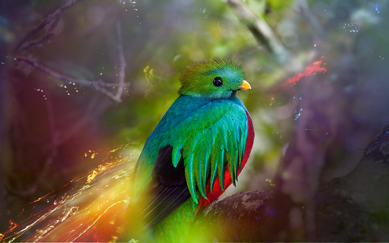 QUETZAL photos - wallpapers (ανανεωμένο) | the fun bank