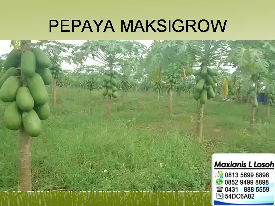 MaxiGrow Plus: Cara Cerdas Memanfaatkan Limbah Kolam Ikan untuk ...