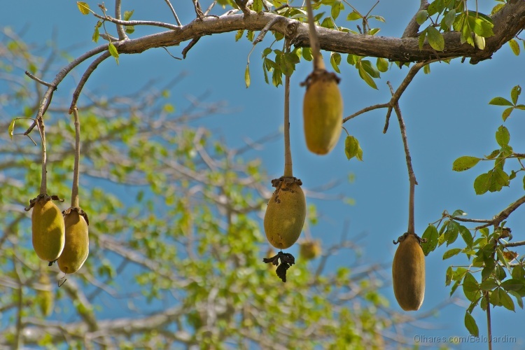 Luandense: .. O velho imbondeiro... árvore da vida