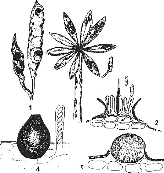 Lupins: DISEASES AND PESTS