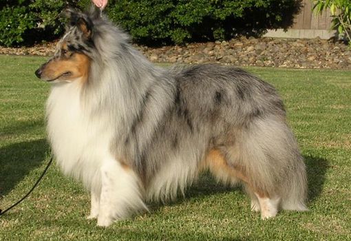 LOS PERROS MAS FINOS Y RAROS, PERO A LA VEZ HERMOSOS DEL MUNDO