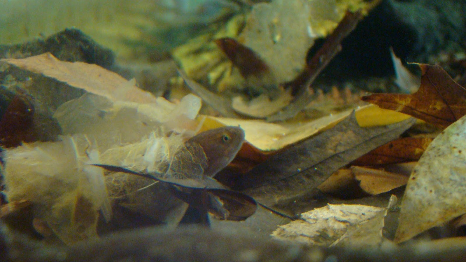 Te Awa - The River: Hungry, hungry mudfish