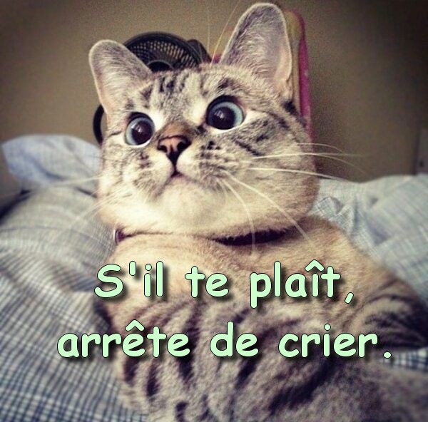 Merci Humour Animaux
