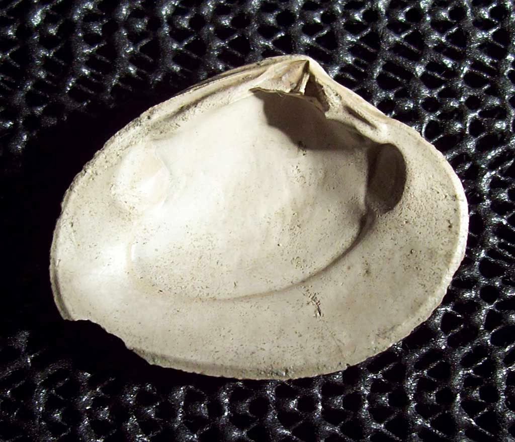 Louisville Fossils and Beyond: Crassatella vadosus Clam Fossil