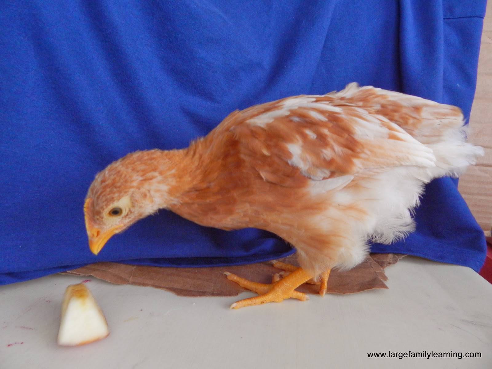 Large Family Learning : Raising Baby Chicks: 5 Weeks Old