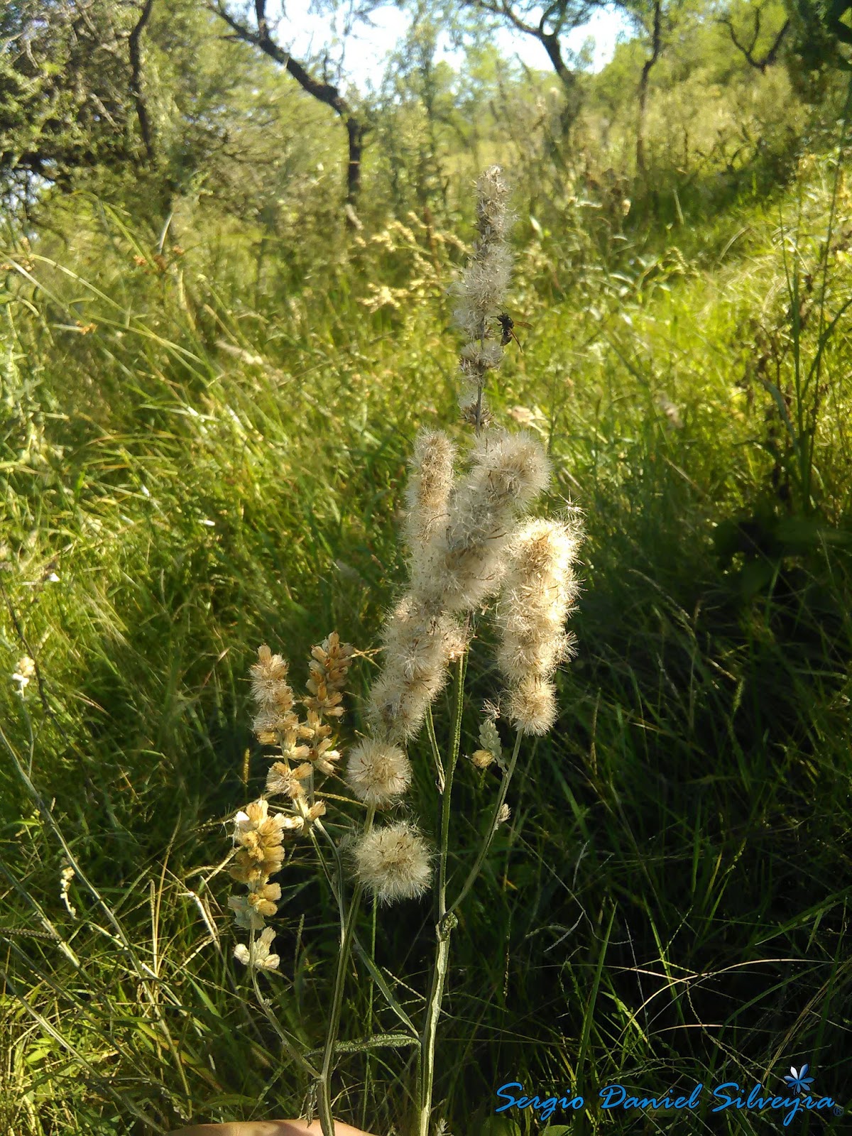 Flora Nativa de Entre Rios
