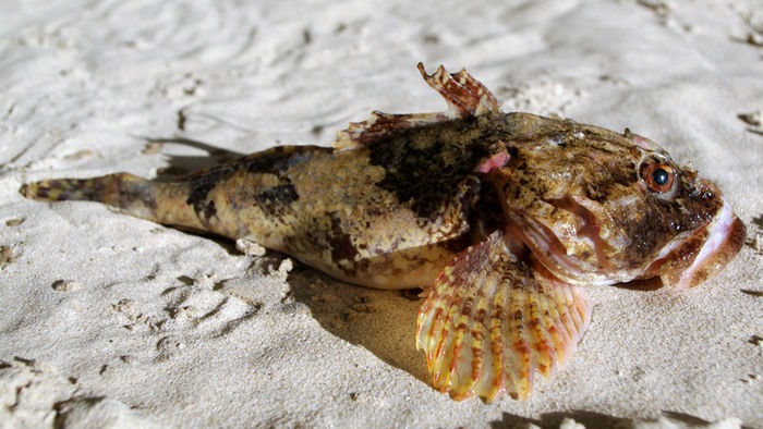 Kresten Hansen: Hindbærsyge og Almindelig ulk