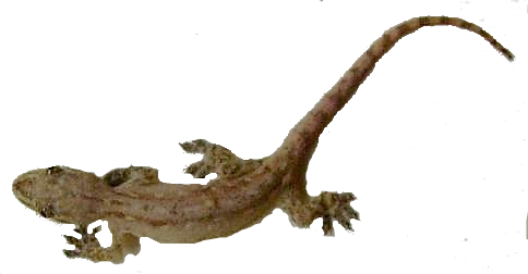 DewaAwan: Apa yang menarik dari cicak?