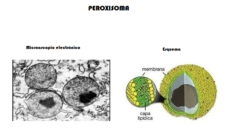 Organelas: PEROXISOMA