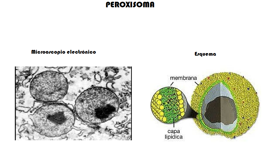 Organelas: PEROXISOMA