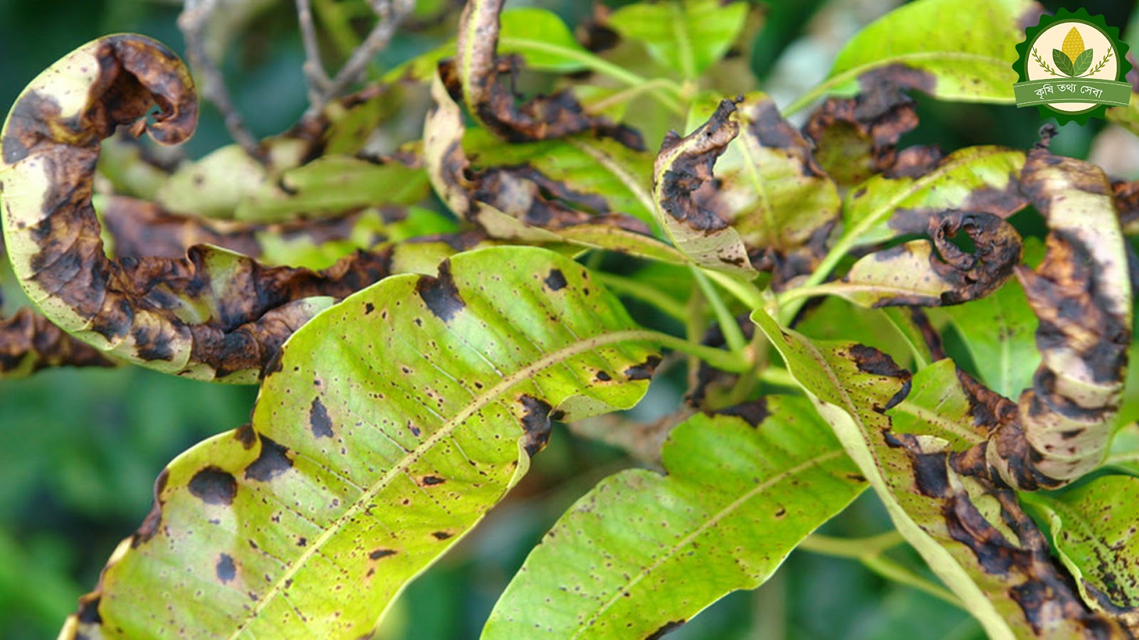 Disease Management of Mango - কৃষি তথ্য সেবা