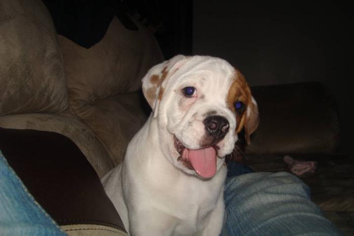 English Bulldog Beagle | Dog Beagles