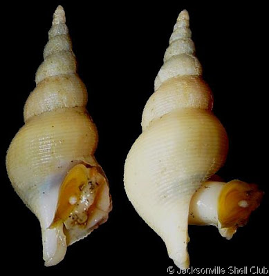 Variety of Life: Colus (Aulacofusus)