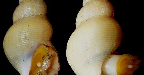 Variety of Life: Colus (Aulacofusus)