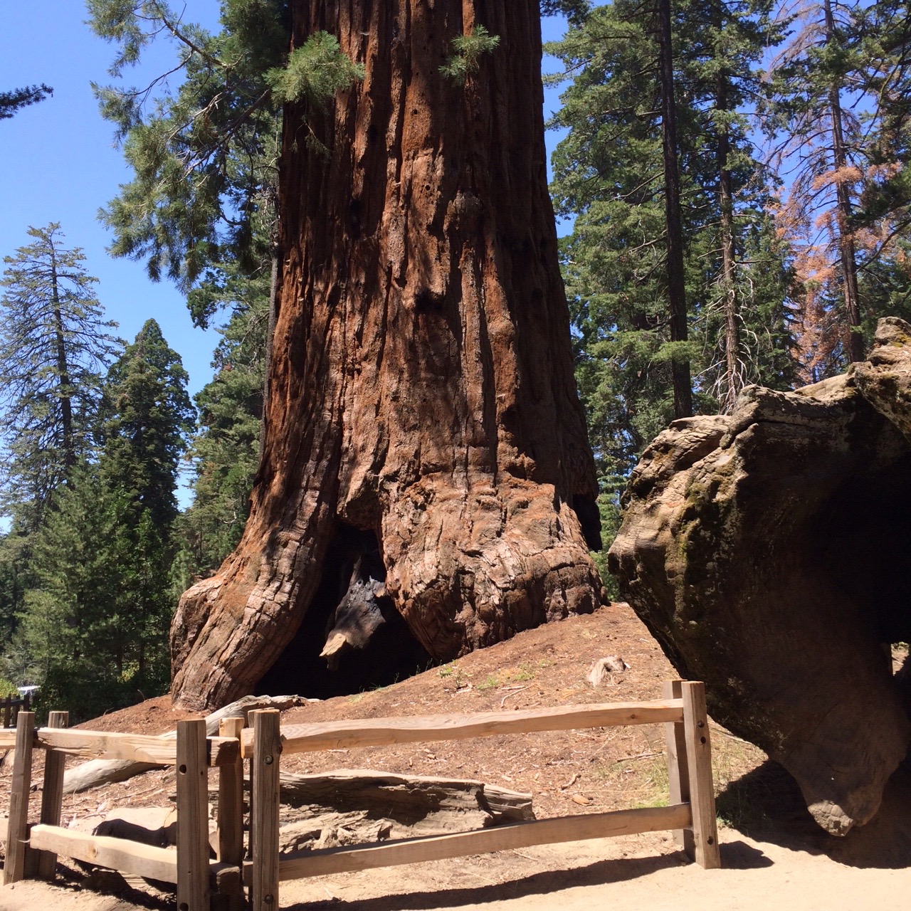 Sassafras Mama: In the Land of the Big, Big Trees