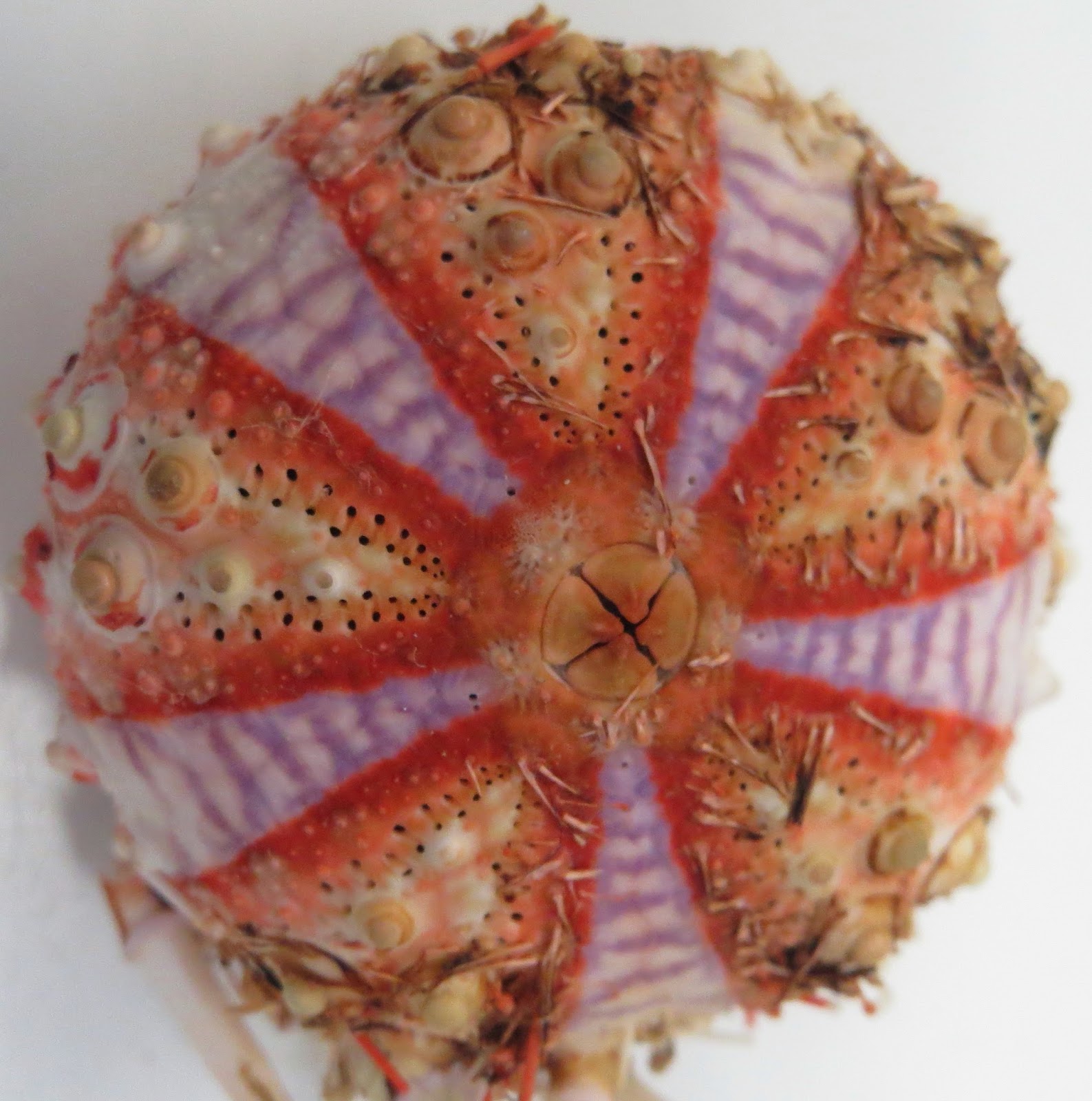 The Echinoblog: WHY FIVE? Mysteries in Symmetry!