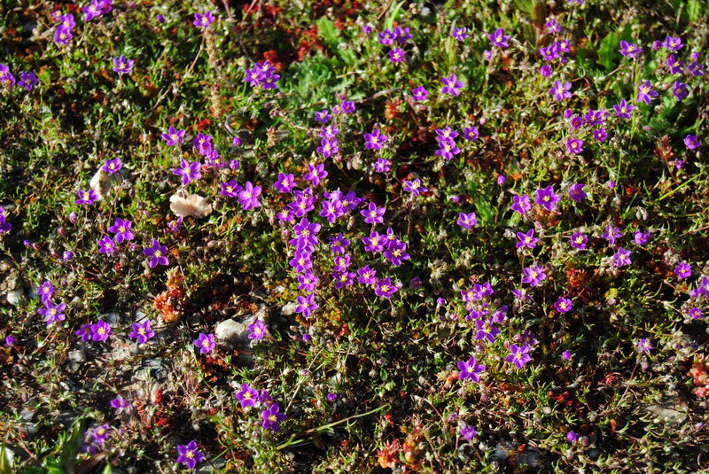 Flora Belalcazarensis: EL SALVADILLO EN FLOR