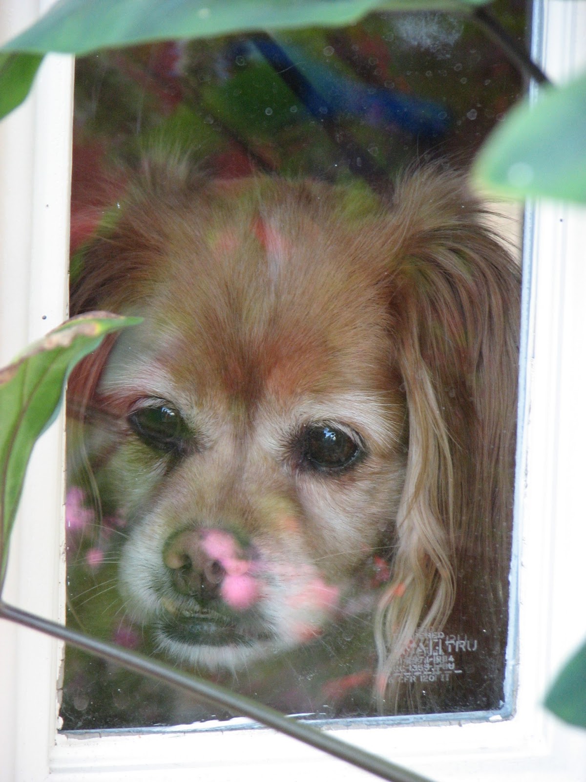 In Memory - Bebe the dog