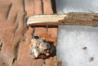 How to Make Pine Pitch