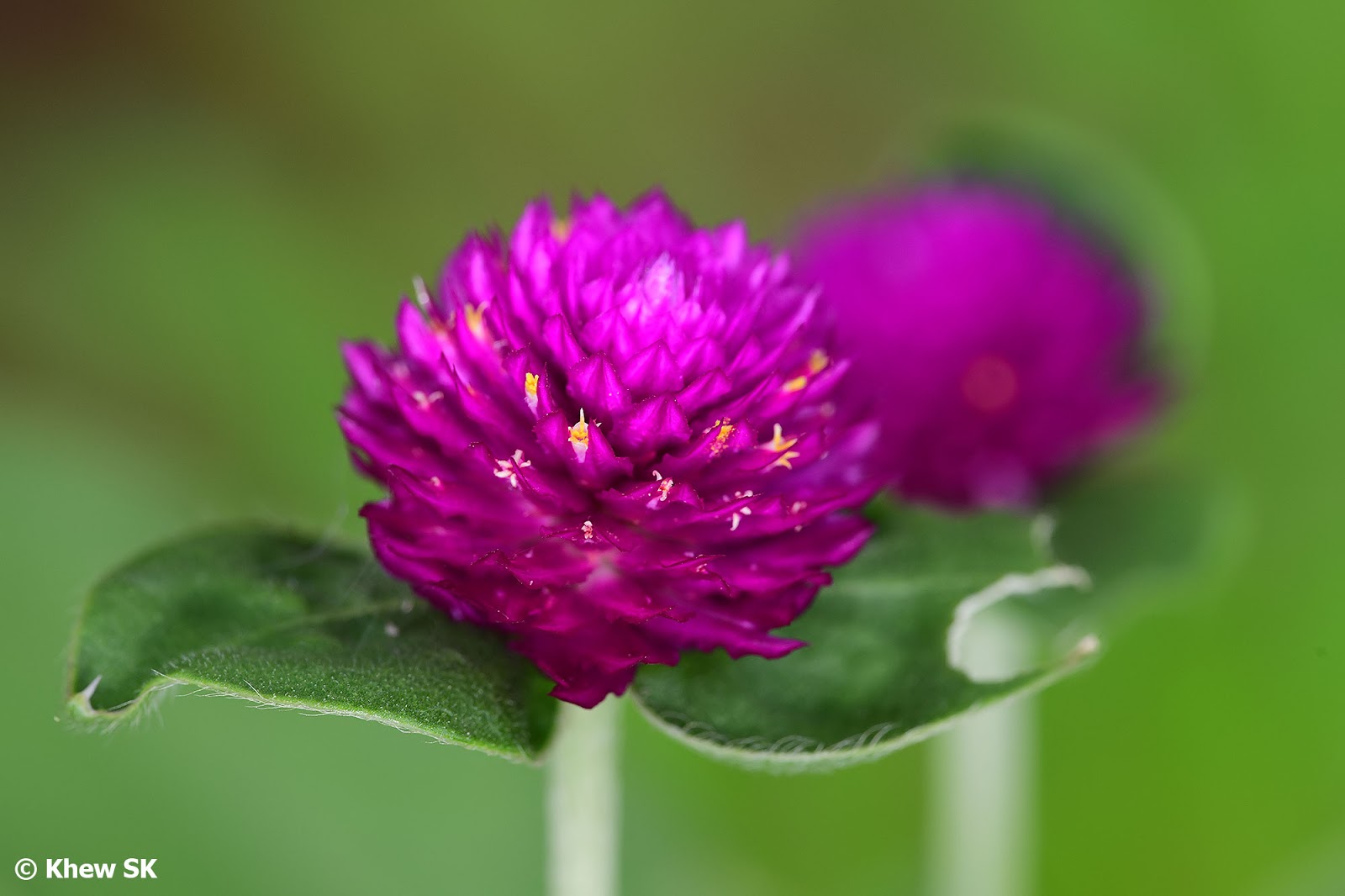 Butterflies of Singapore: Favourite Nectaring Plants #17
