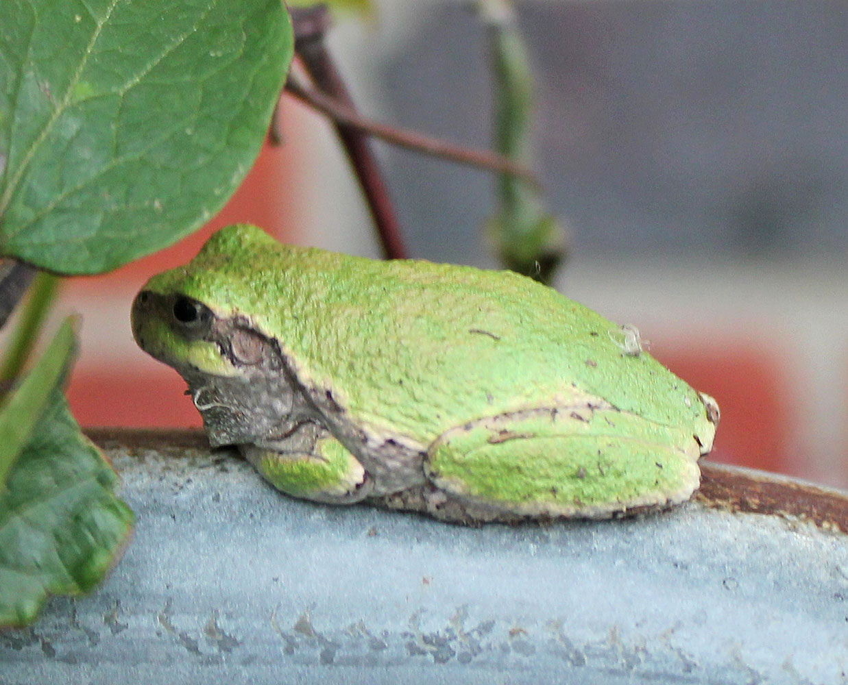 Nebraska Views: Ribbit, Ribbit, Ribbit!