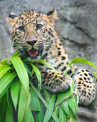 Life with Dylan: Endangered Species Monday - Amur Leopard