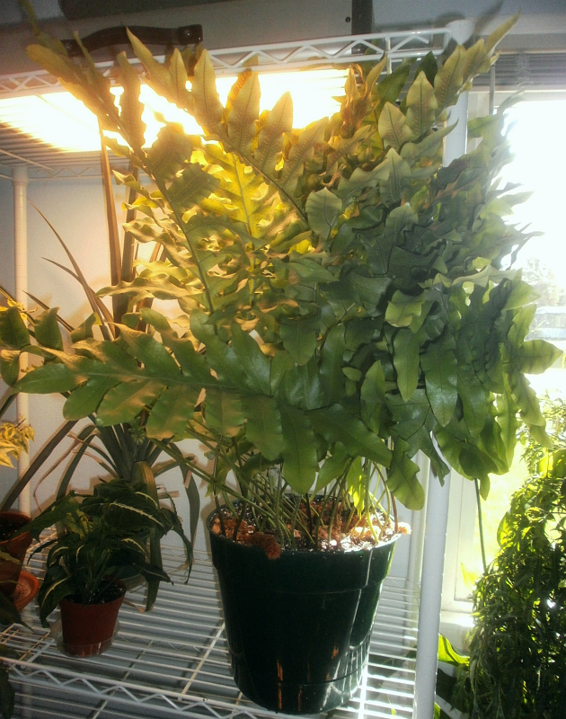 Plants are the Strangest People: Random plant event: NOID NOID