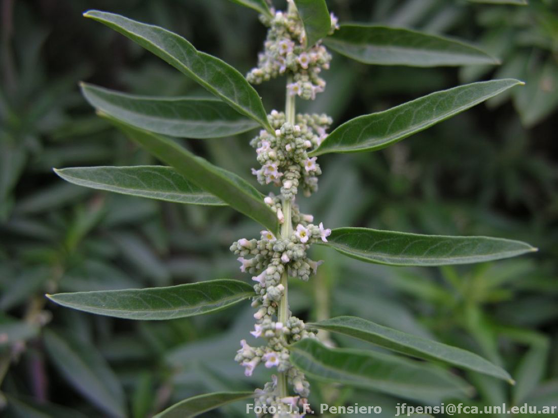 Argentina nativa: Té de burro (Aloysia polystachya)