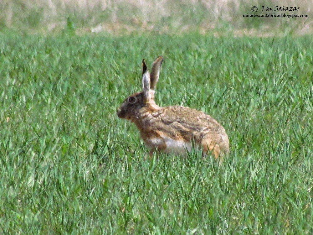 Miradas Cantábricas: Liebre ibérica