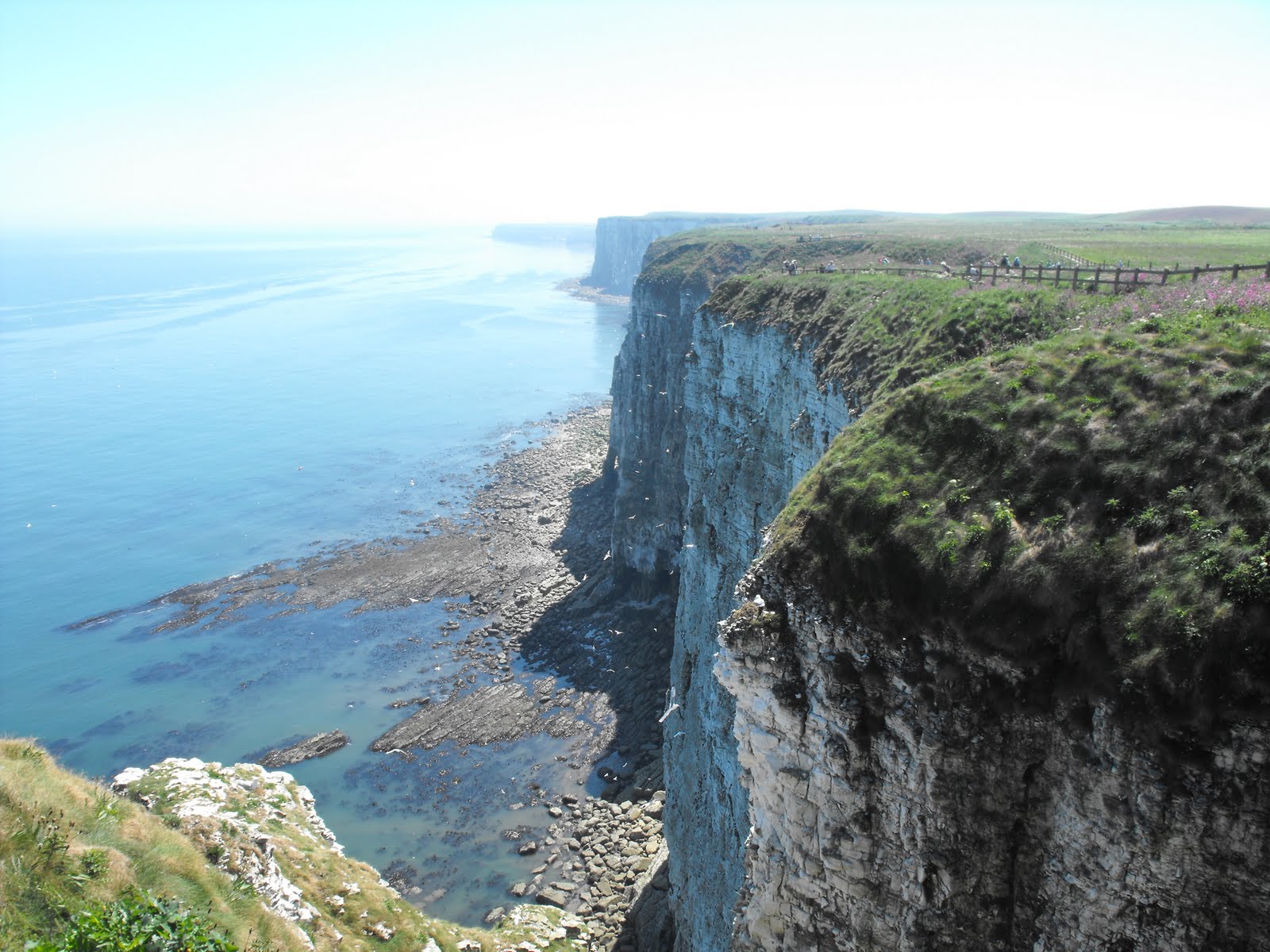 Birds and Beer: YORKSHIRE: Bempton Cliffs - Its another photo special!