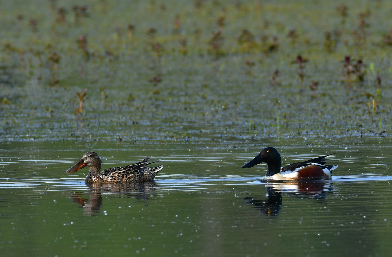 Jozef van der Heijden - Natuurfotografie: Slobeenden, Zomertaling en de ...