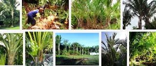 Ilmu Pertanian: Sagu Dan Cara Memperbanyak Tanaman Sagu