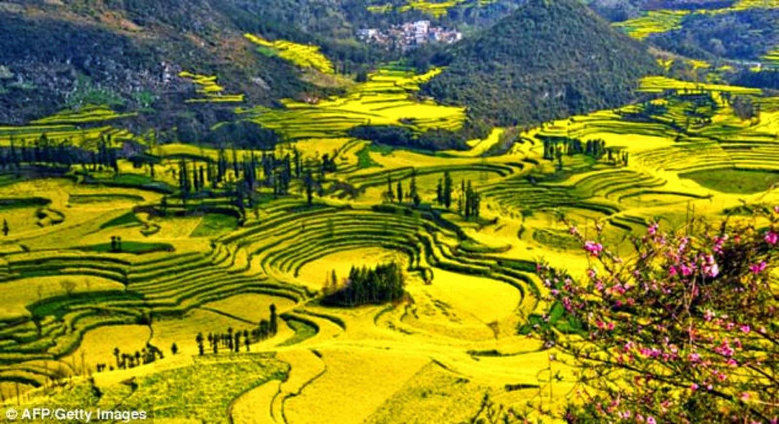 Canola Flower Fields, China | Incredibly Beautiful Places to Visit