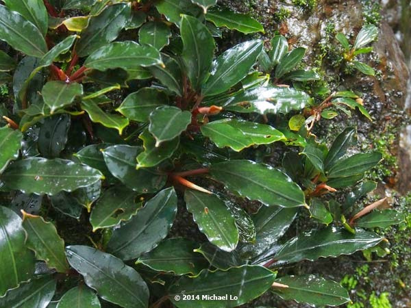 The rainforests of Borneo & Southeast Asia: Bucephalandra akantha from ...