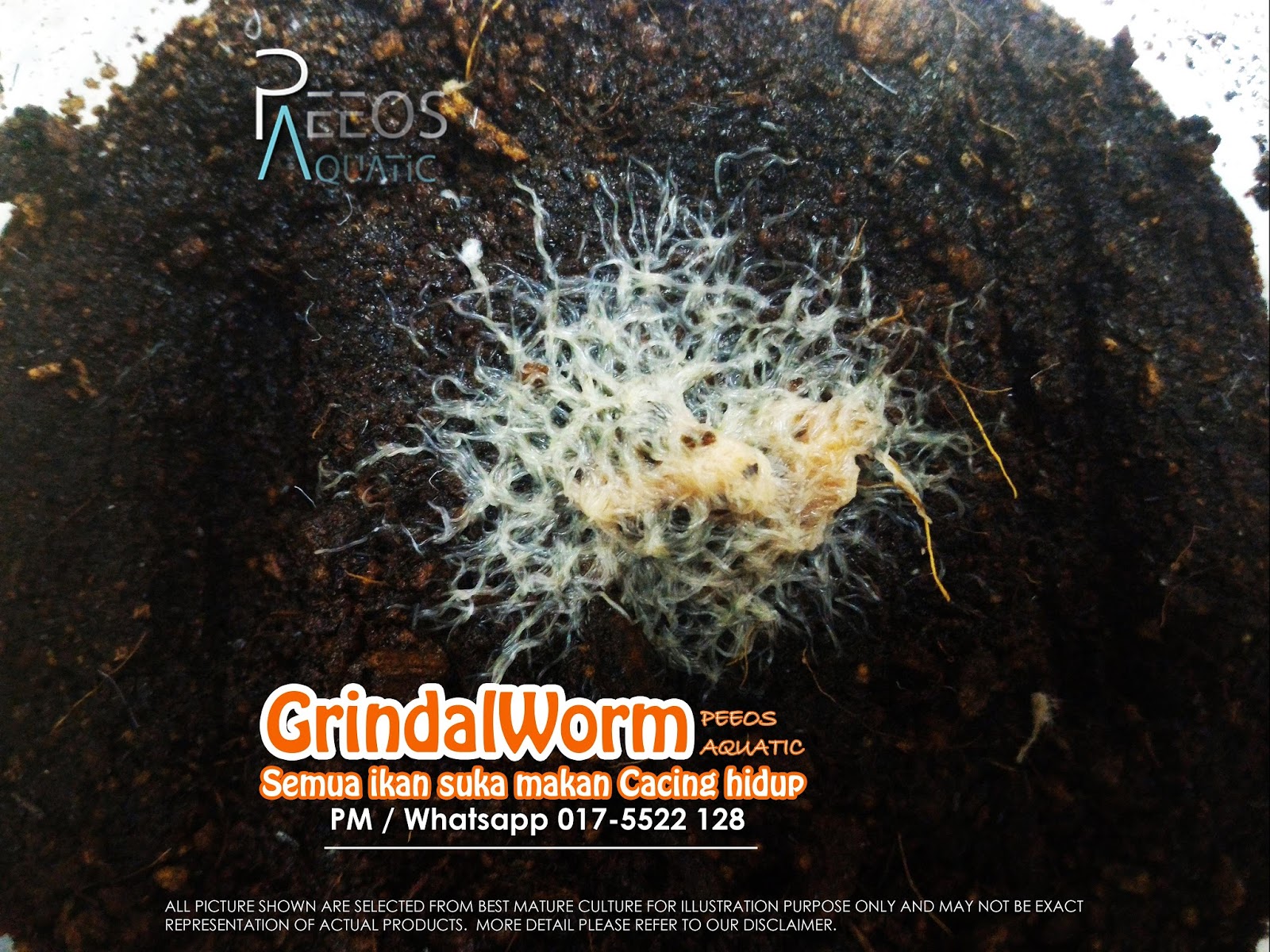PEEOS AQUATIC: Grindal Worm Teoh culture