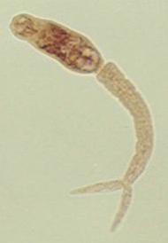 Filo platelmintos | Biologia: A ciência da vida