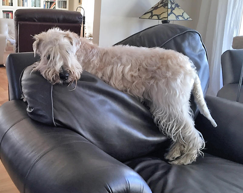 Bruce Louis Dodson: 2016