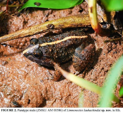 Species New to Science: [Herpetology • 2015] Limnonectes lauhachindai ...