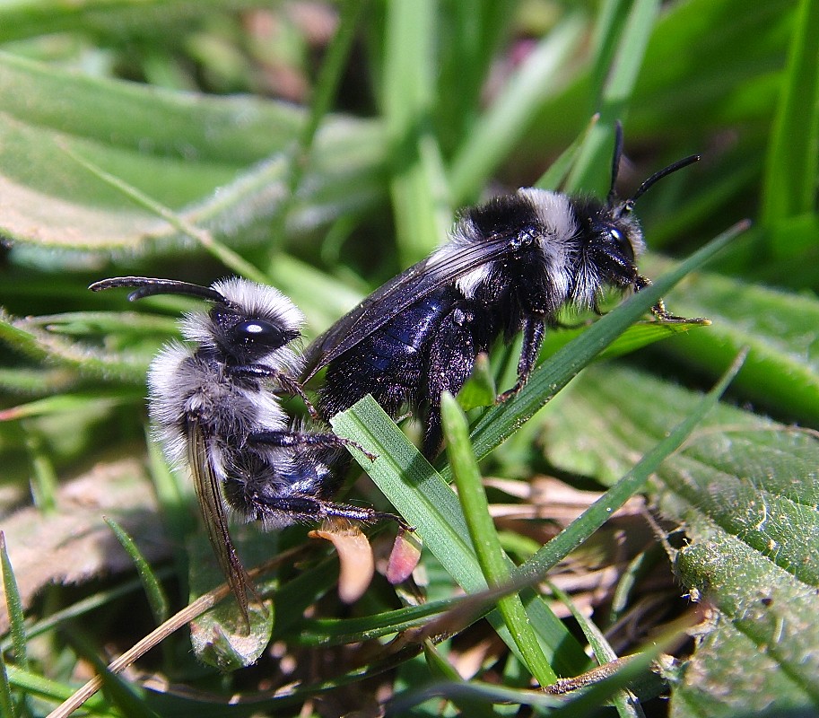 JRandSue: Mining-Bees